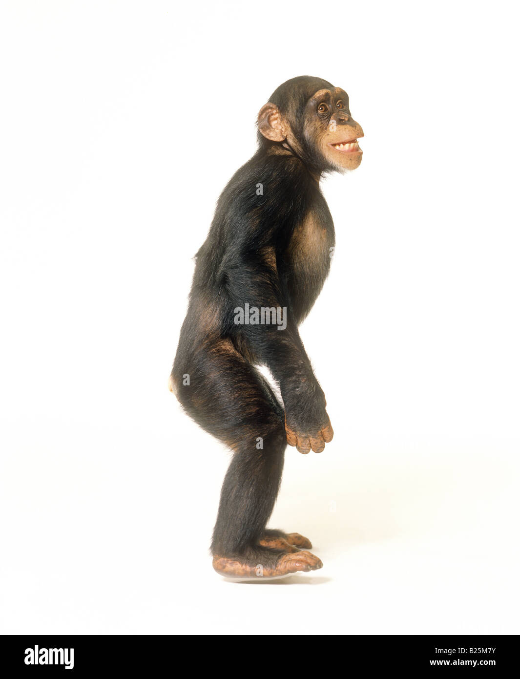 chimpanzee - standing Stock Photo, Royalty Free Image: 18565343 - Alamy