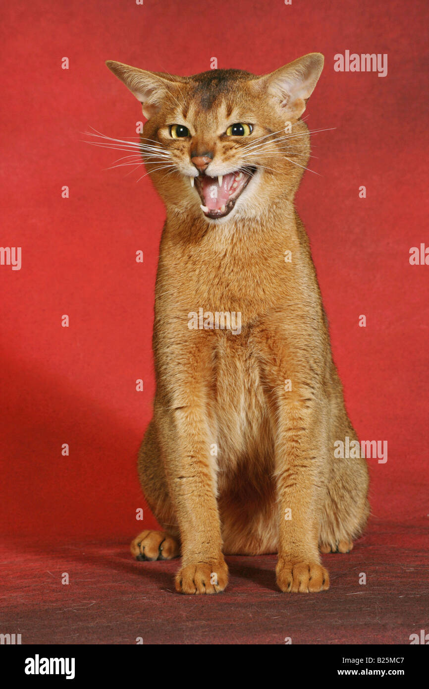 Abyssinian cat - sitting Stock Photo - Alamy