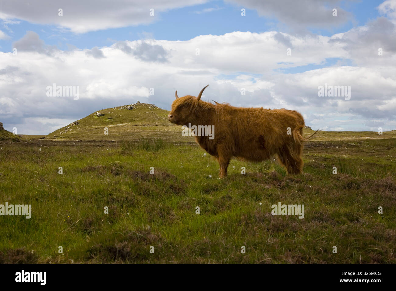 Highland cattle fold hi-res stock photography and images - Alamy
