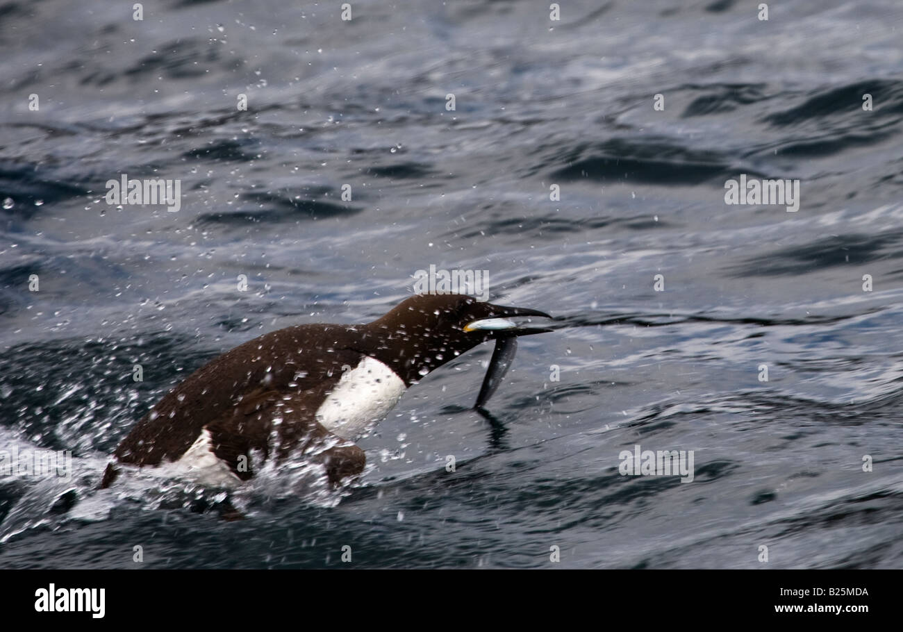 Guillemot bird splashing in water Stock Photo - Alamy