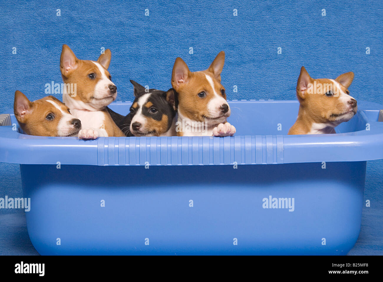 five basenji puppies - in blue tub Stock Photo - Alamy