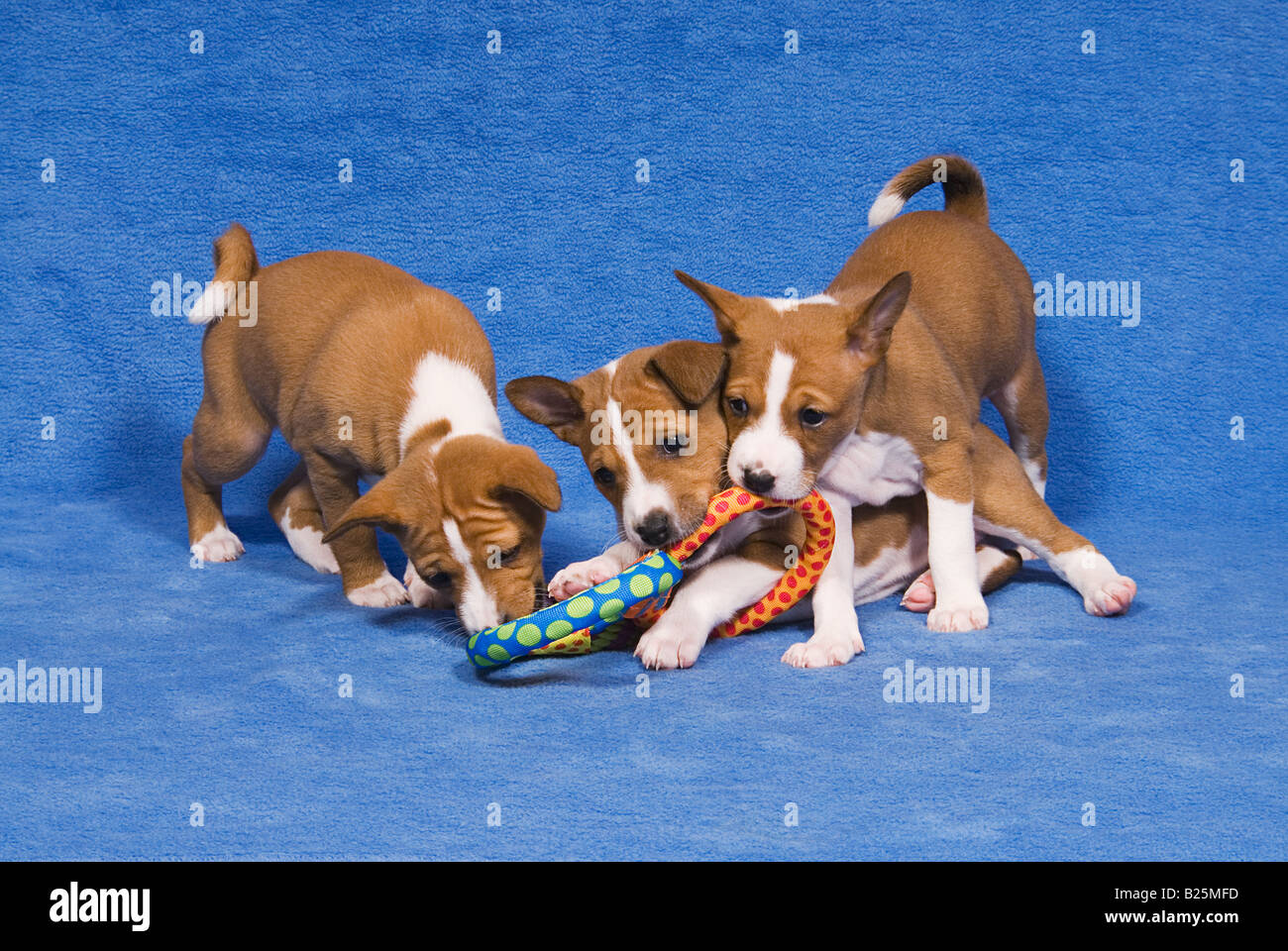 three basenji puppies - with toy Stock Photo - Alamy