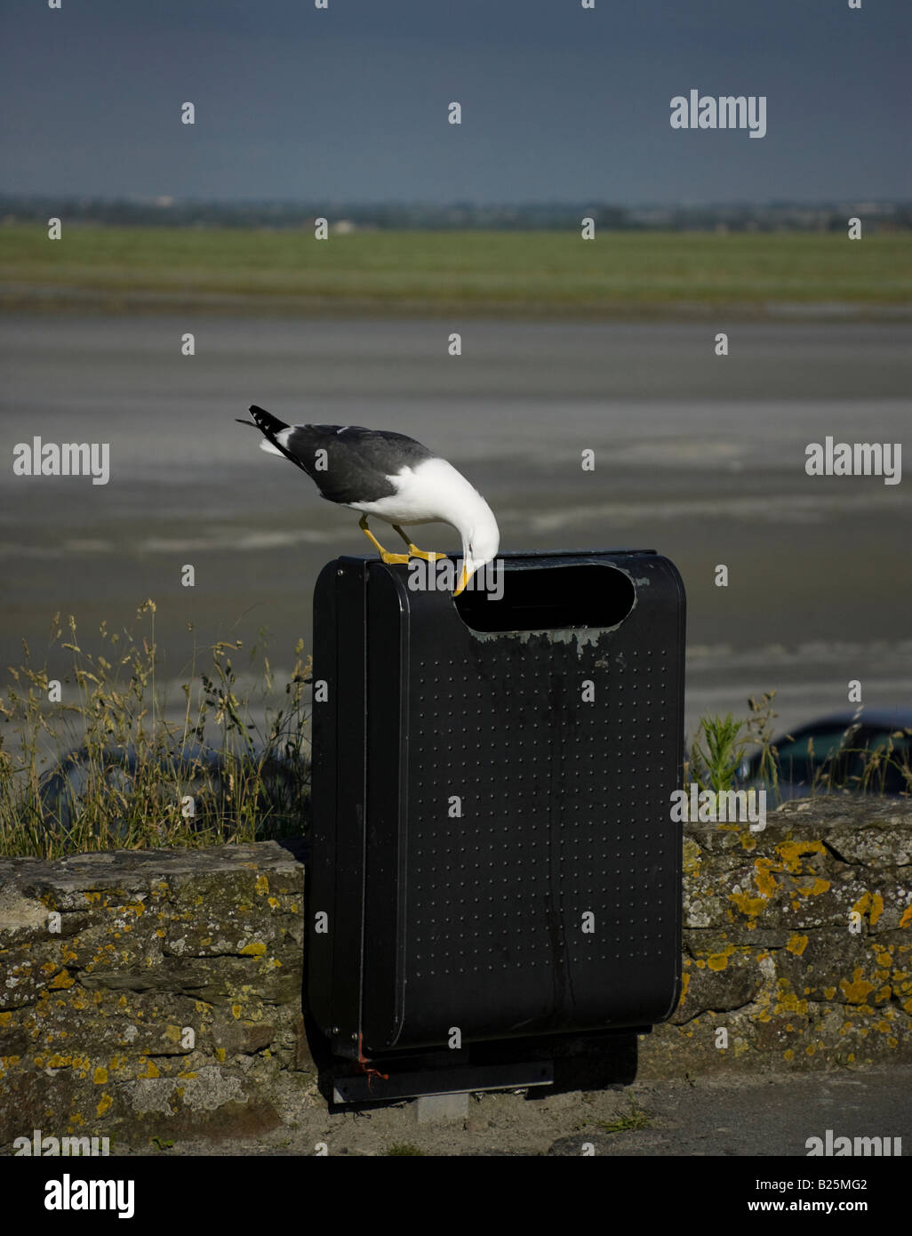 Seagull looking into waste bin, Mont St Michel, Normandy, France ...