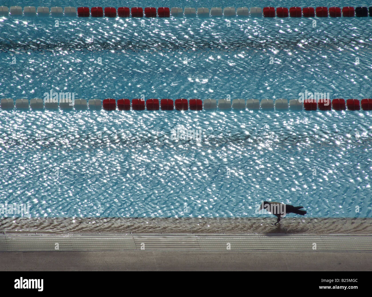 empty olympic size swimming pool with lanes Stock Photo - Alamy