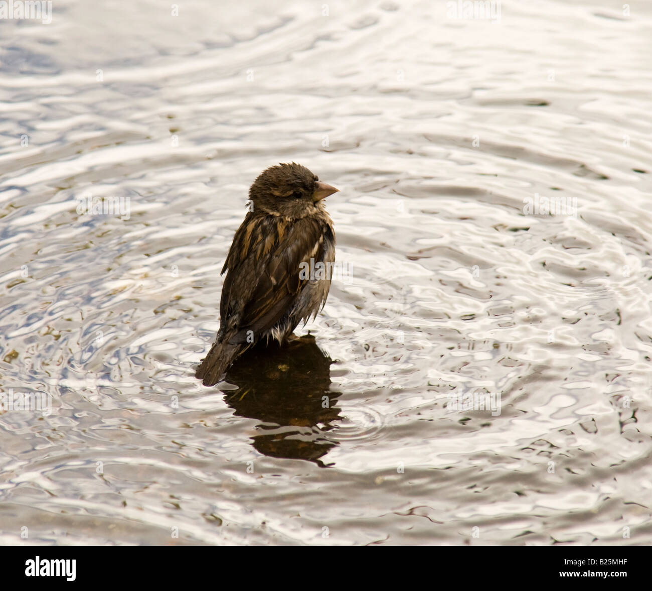Sparrow cleaning feathers in puddle Stock Photo - Alamy