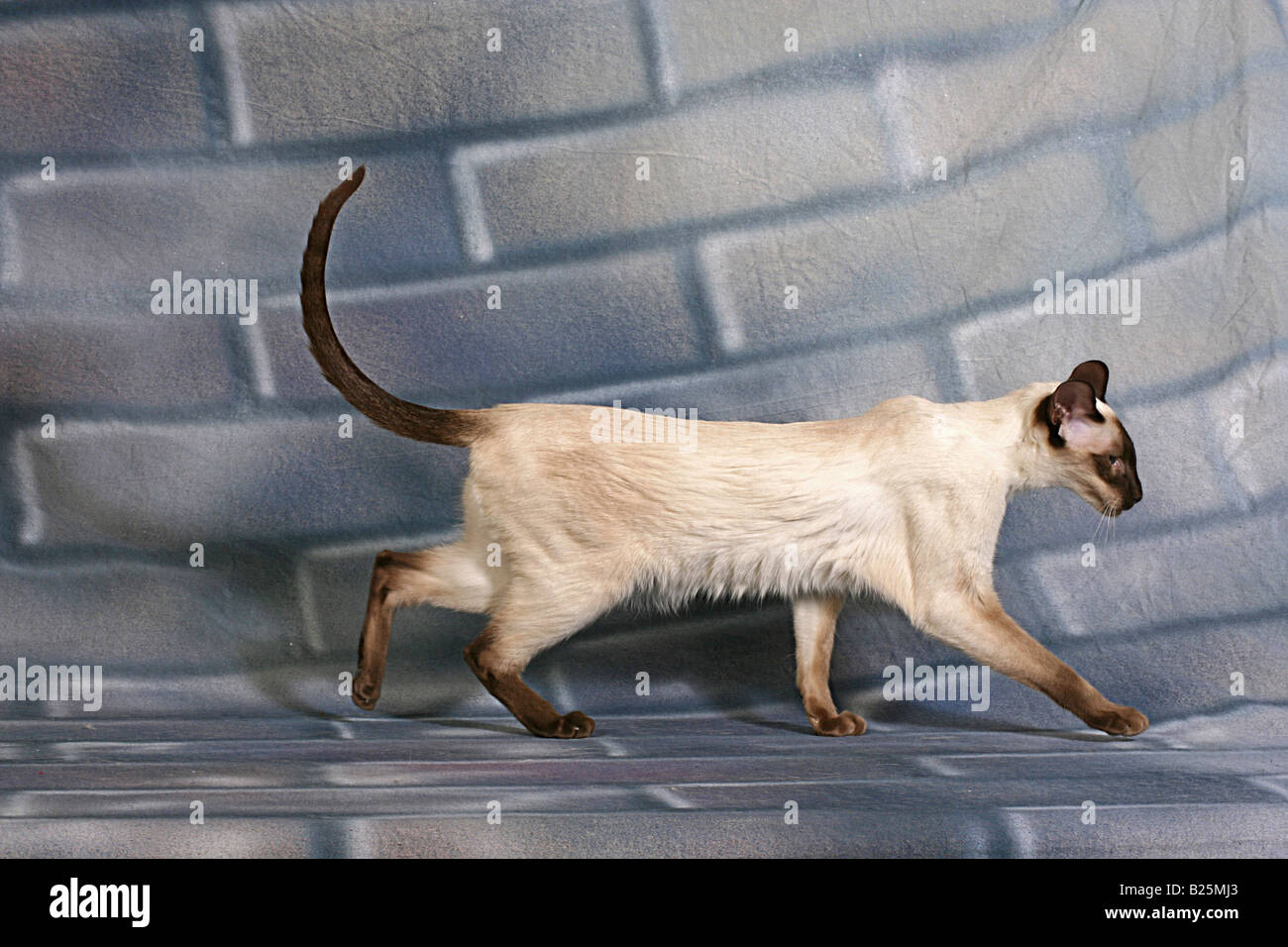 Siamese cat - walking Stock Photo - Alamy