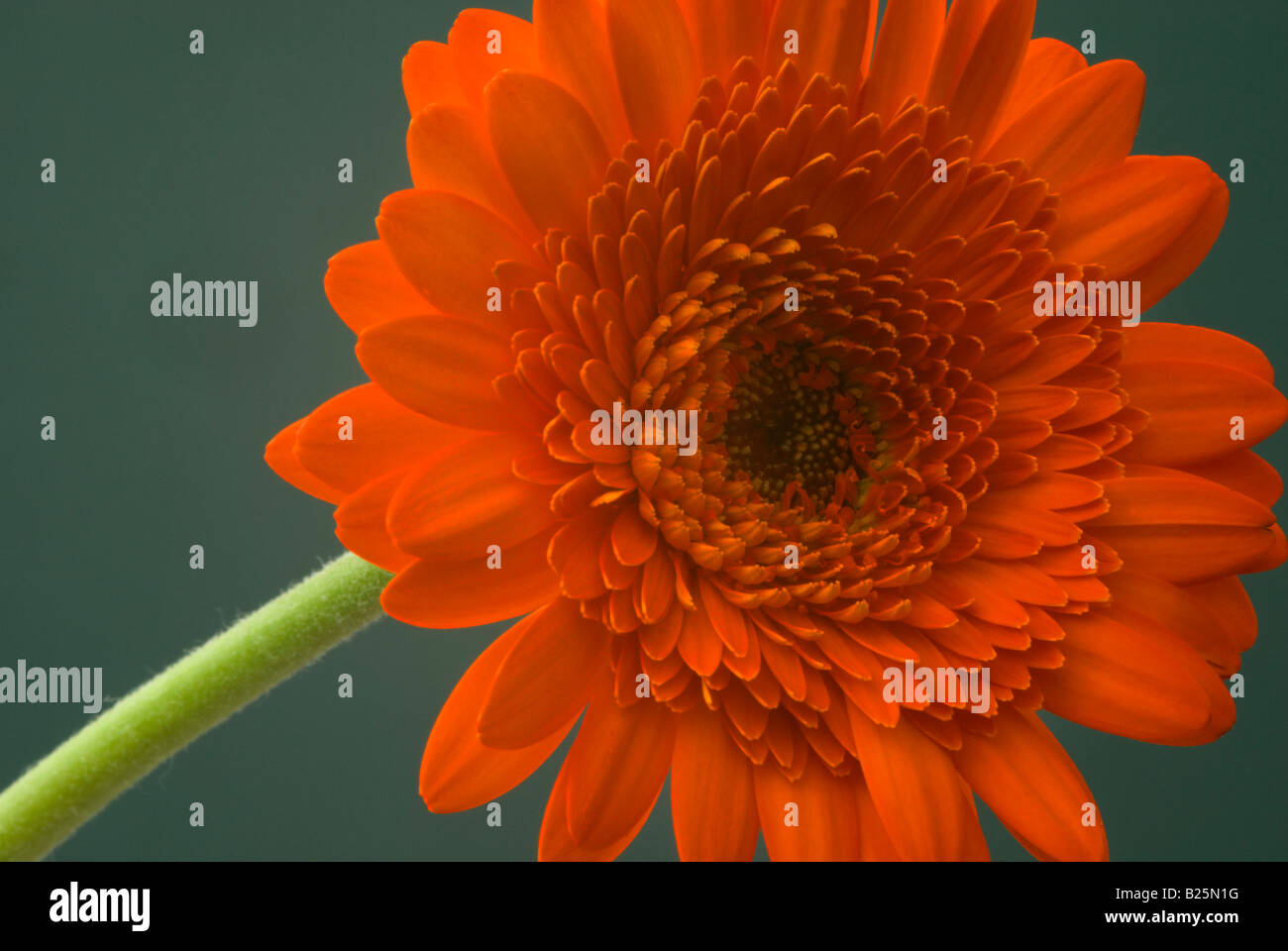 Red gerbera cultivation hi-res stock photography and images - Alamy