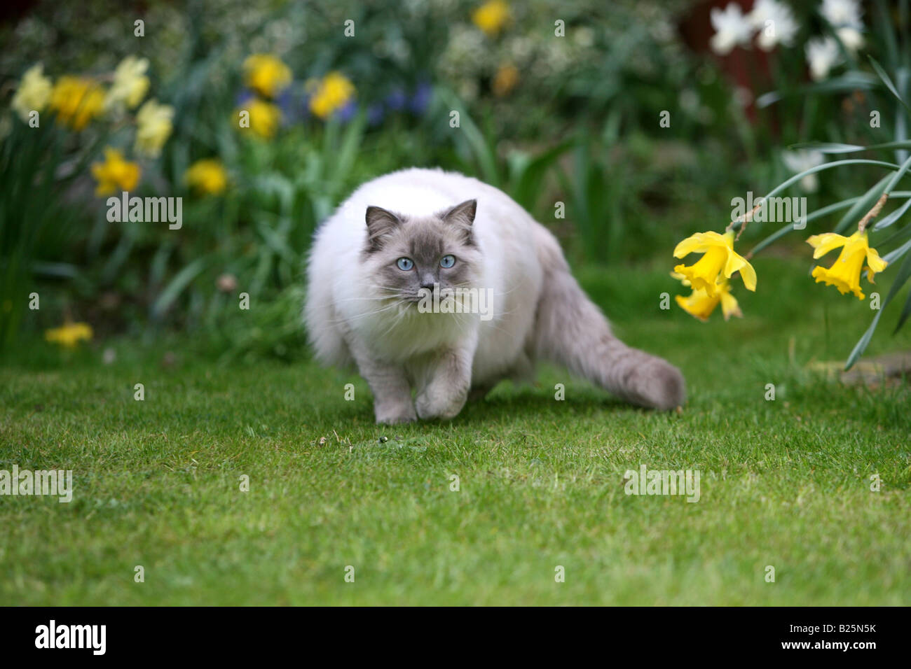 Ragdoll cat hi-res stock photography and images - Alamy