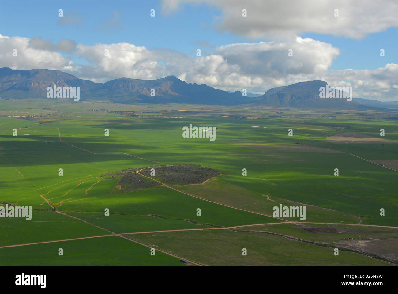 View of green wheat fields near Piketberg on the West Coast of South ...