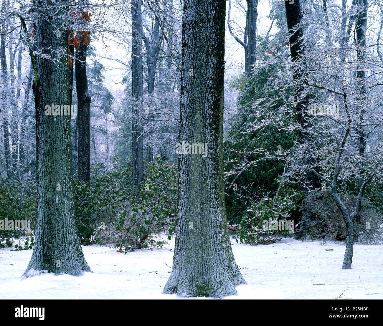 Trees and shrubs encased in ice following a heavy ice storm Stock Photo ...