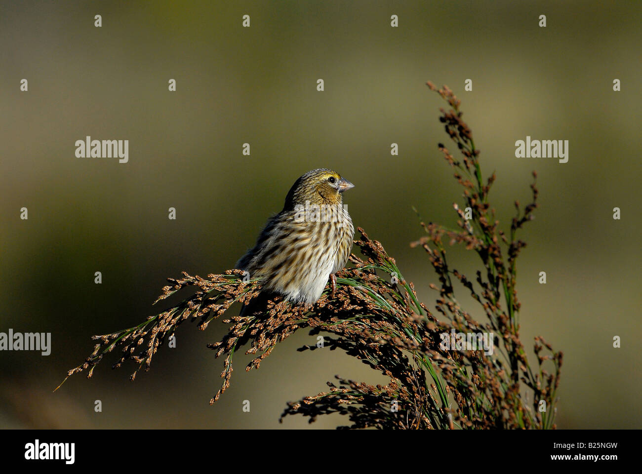 Yellowrumped Widow bird, Euplectes capensis, female sunning herself on ...