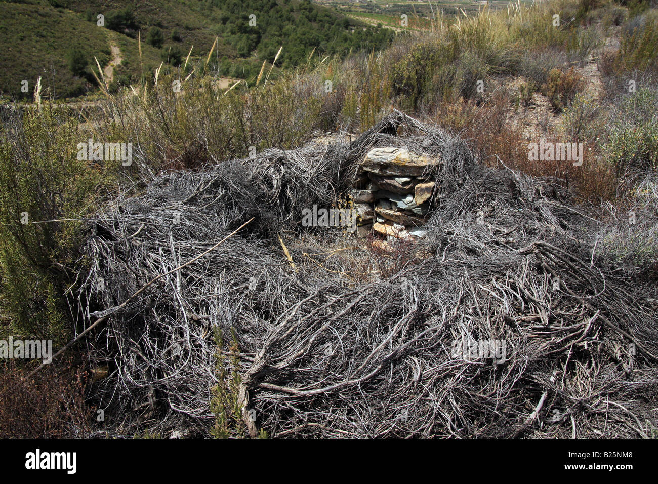 Nest used by hunters for concealment in southern Spain Stock Photo - Alamy