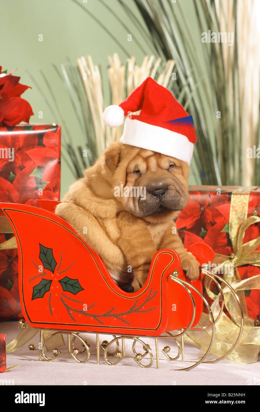 Dog in santa sleigh hi-res stock photography and images - Alamy