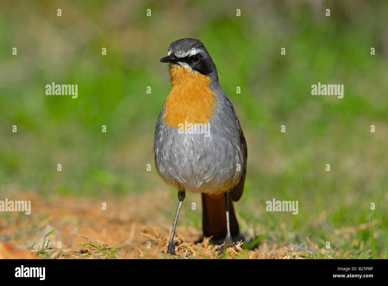 Cape Robin, Bontebok National Park, South Africa Stock Photo - Alamy