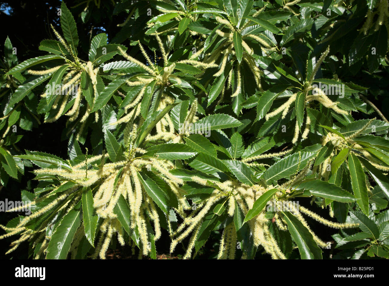 Sweet chestnut tree flowers hi-res stock photography and images - Alamy