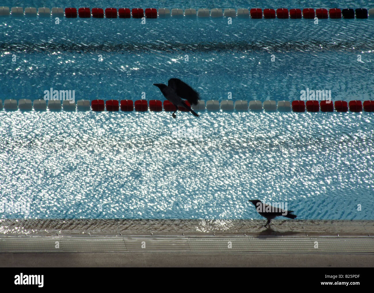 empty olympic size swimming pool with lanes Stock Photo - Alamy