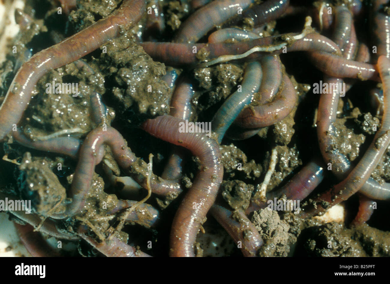 Segmented animals hi-res stock photography and images - Alamy