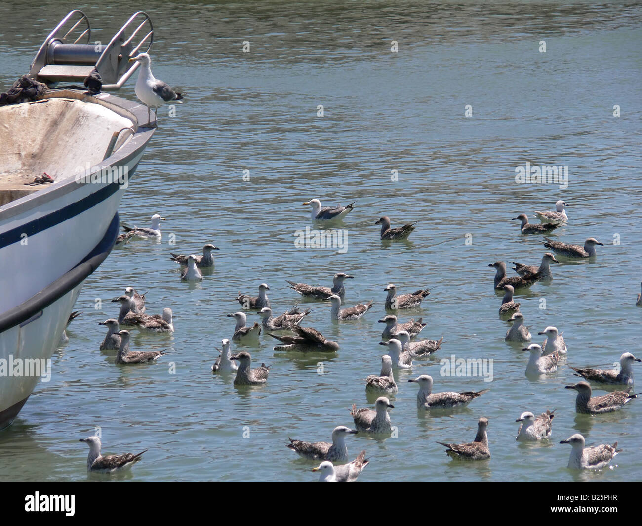 a picture of a seagull and a boat Stock Photo - Alamy