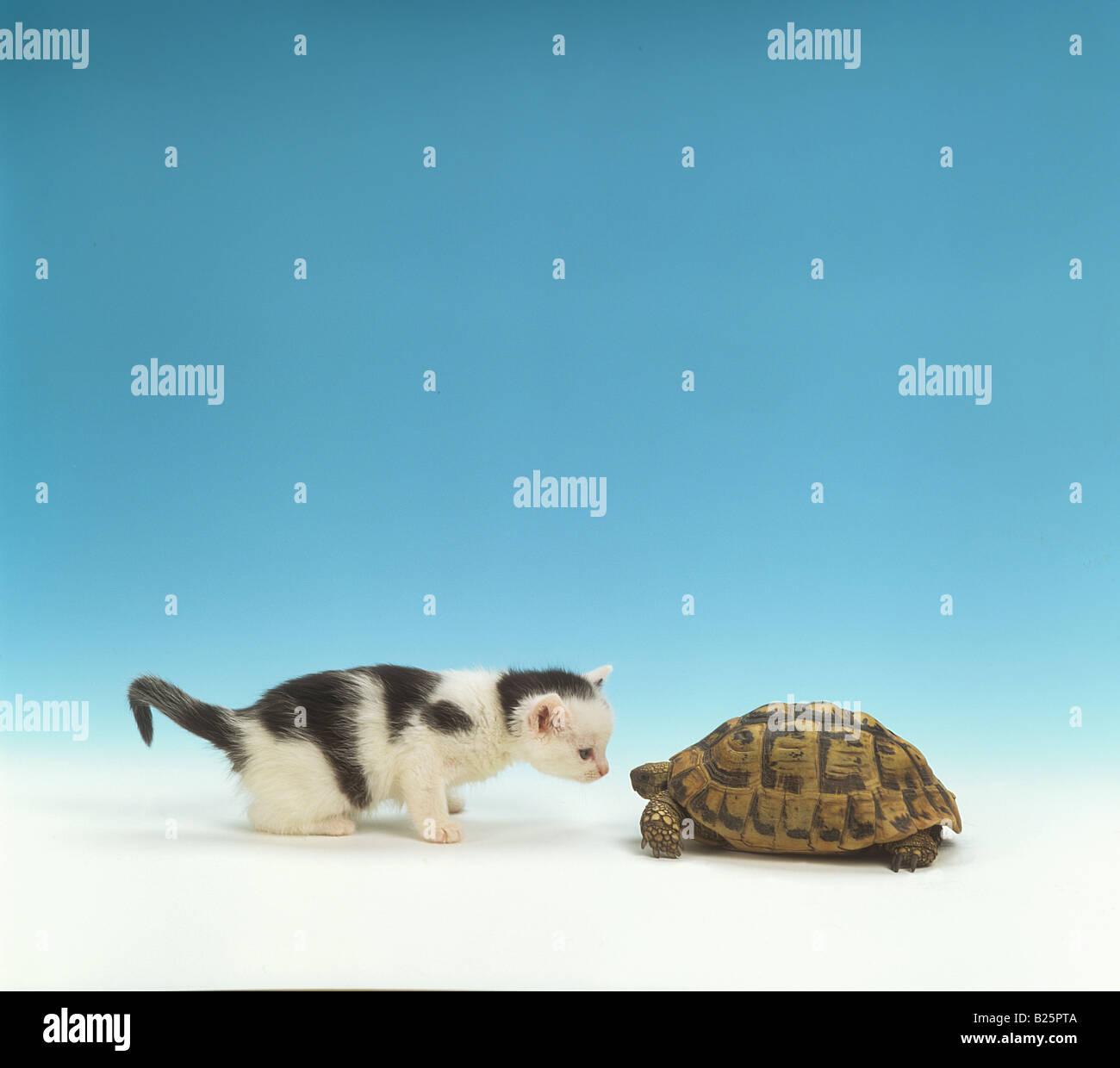 animal friendship: kitten and turtle Stock Photo - Alamy