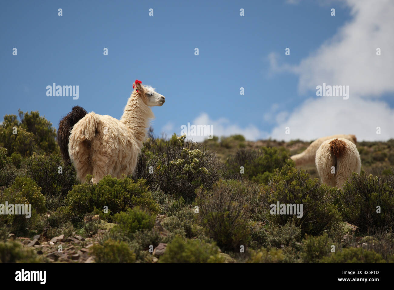 llama looking right in brush land Stock Photo - Alamy