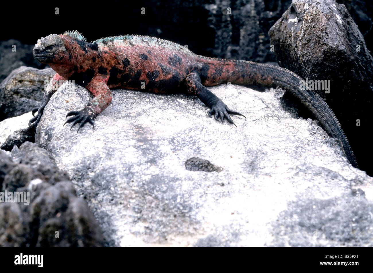 A marine iguana amblyrhynchus cristatus with its characteristic red ...