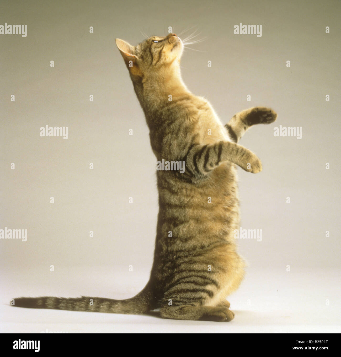 domestic cat - standing on hind paws Stock Photo - Alamy