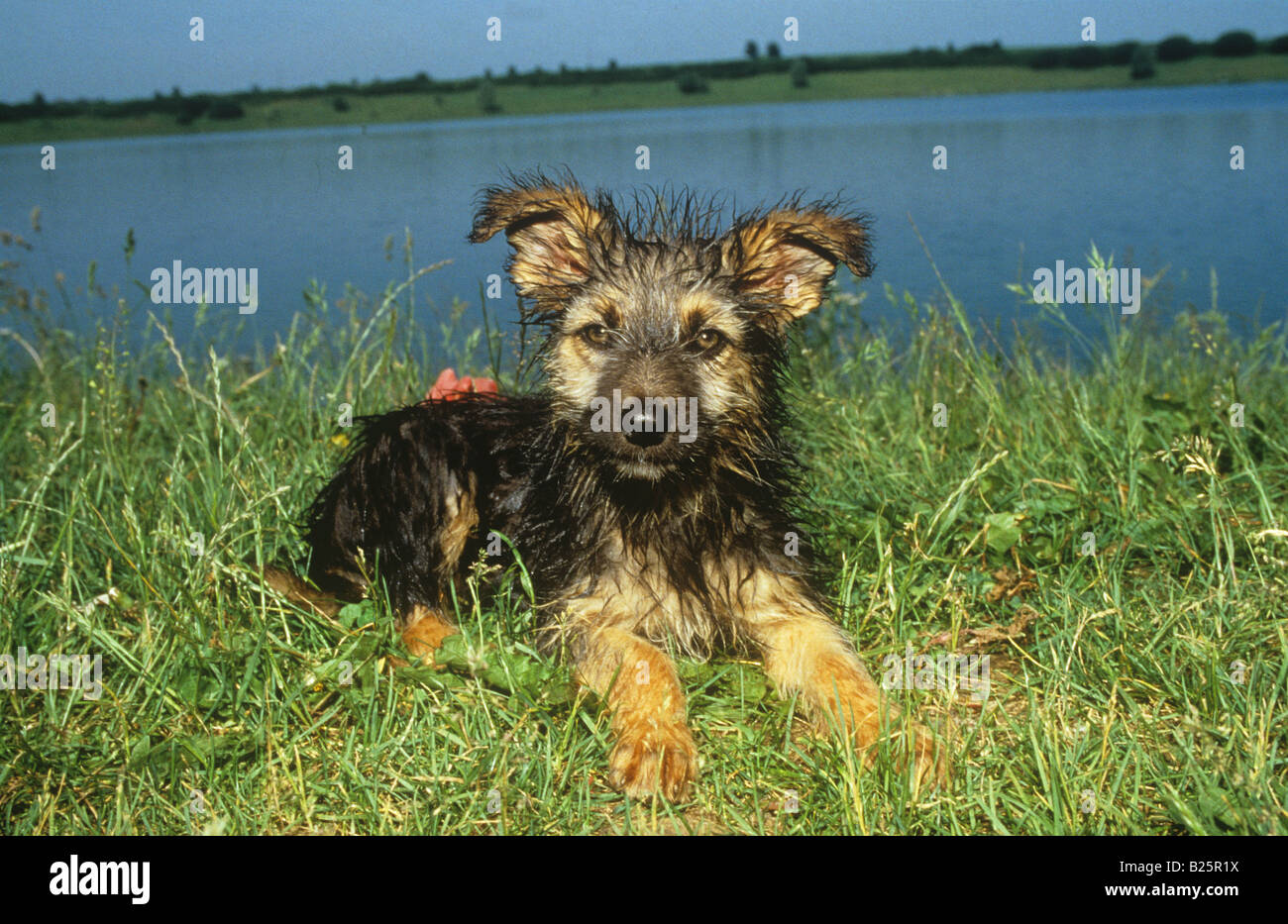 wet hybrid dog whelp - lying in grass Stock Photo - Alamy