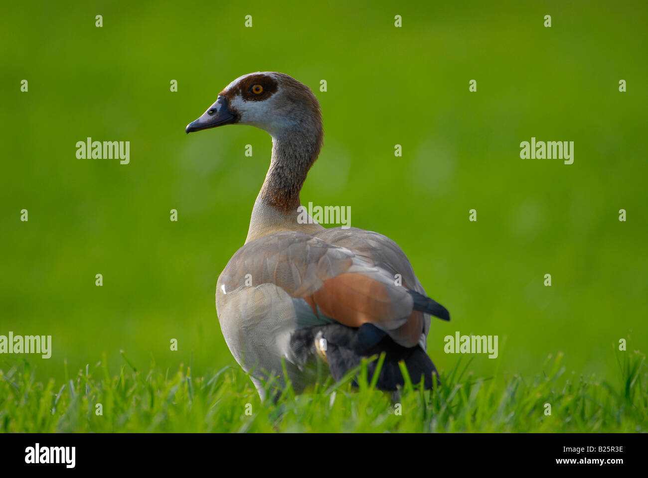 Egyptian goose in lush green grass, Western Cape, South Africa Stock ...