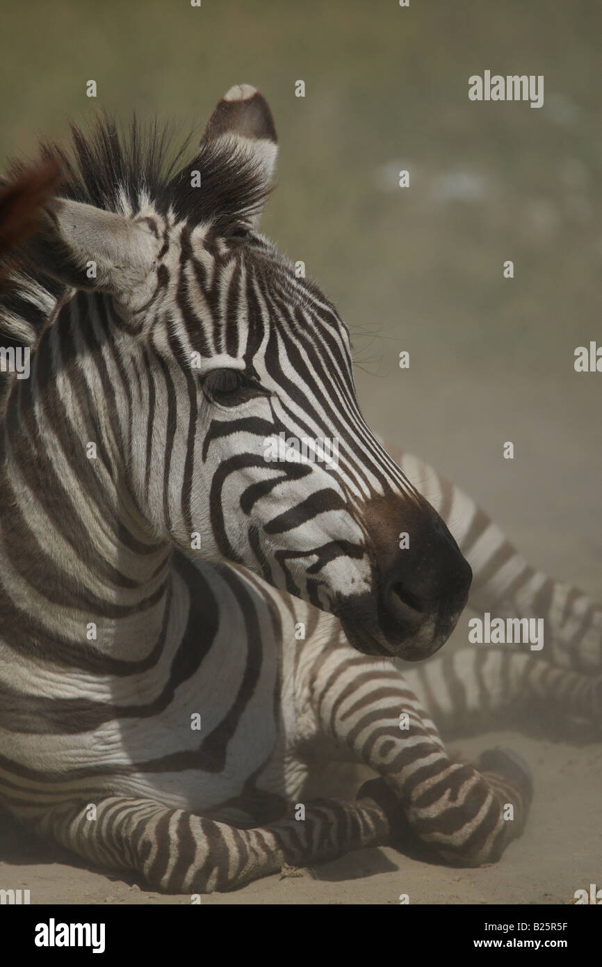 zebra dust rolling Stock Photo - Alamy