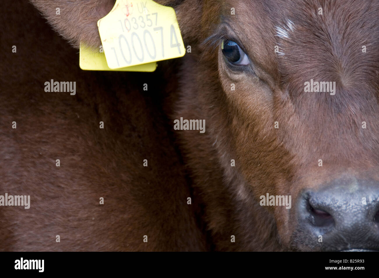 Red Angus calf with ear tag Stock Photo - Alamy