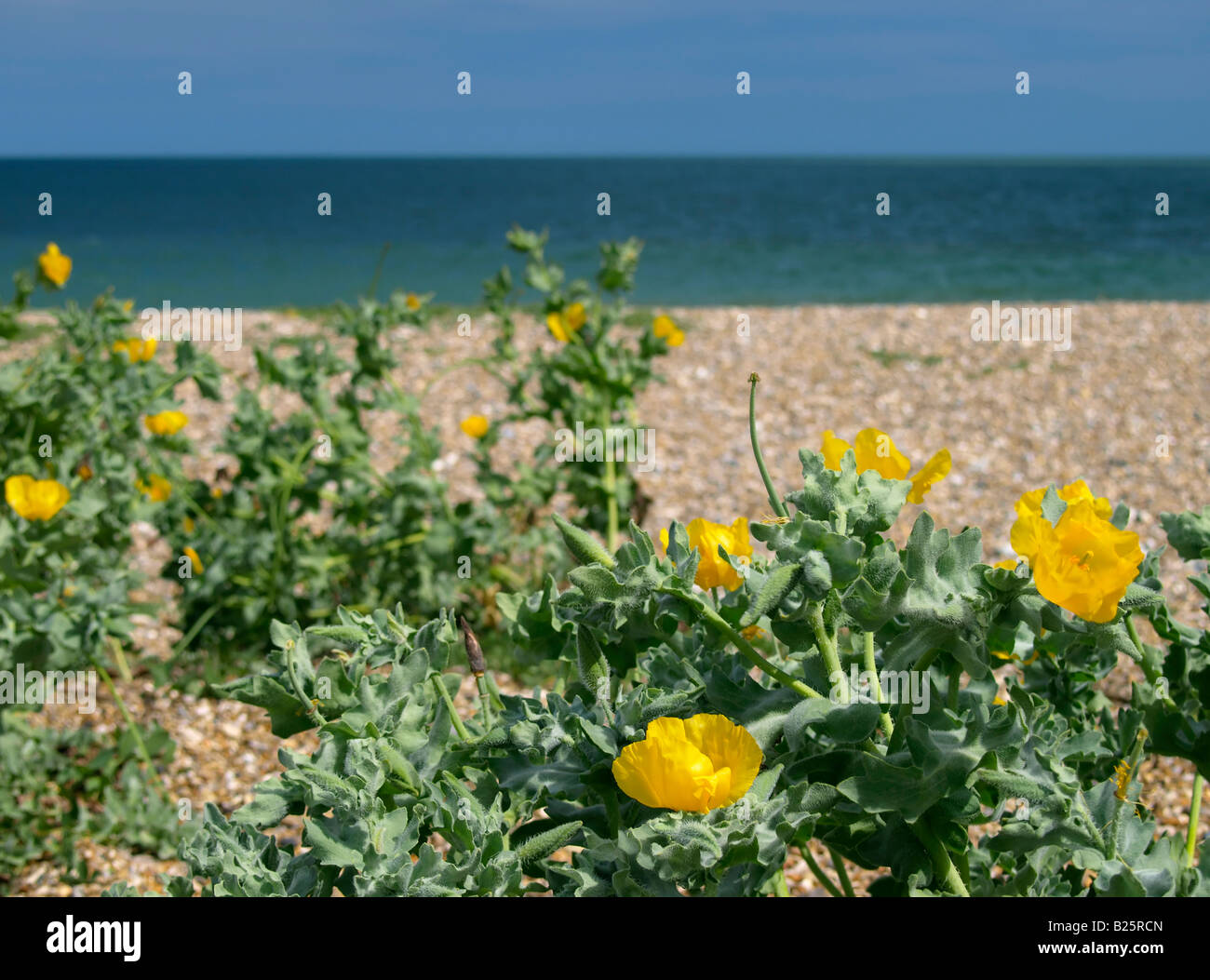 Glaucium flavum Crantz, Yellow Horned Poppies, Aldeburgh, Suffolk Stock ...