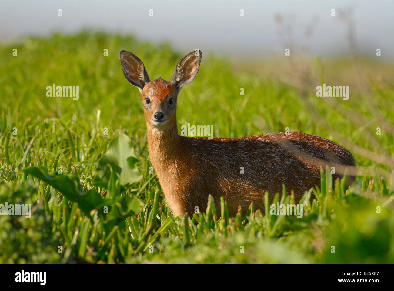 Cape grysbok hi-res stock photography and images - Alamy