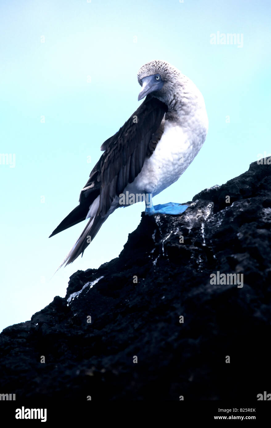 A blue footed boobie stands on the cliff side of the Corona del Diablo ...