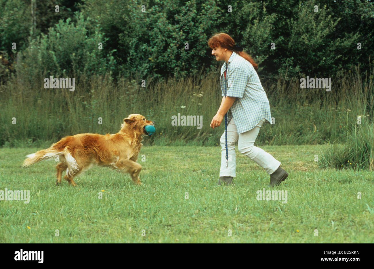 golden retriever - retrieving dummy Stock Photo - Alamy