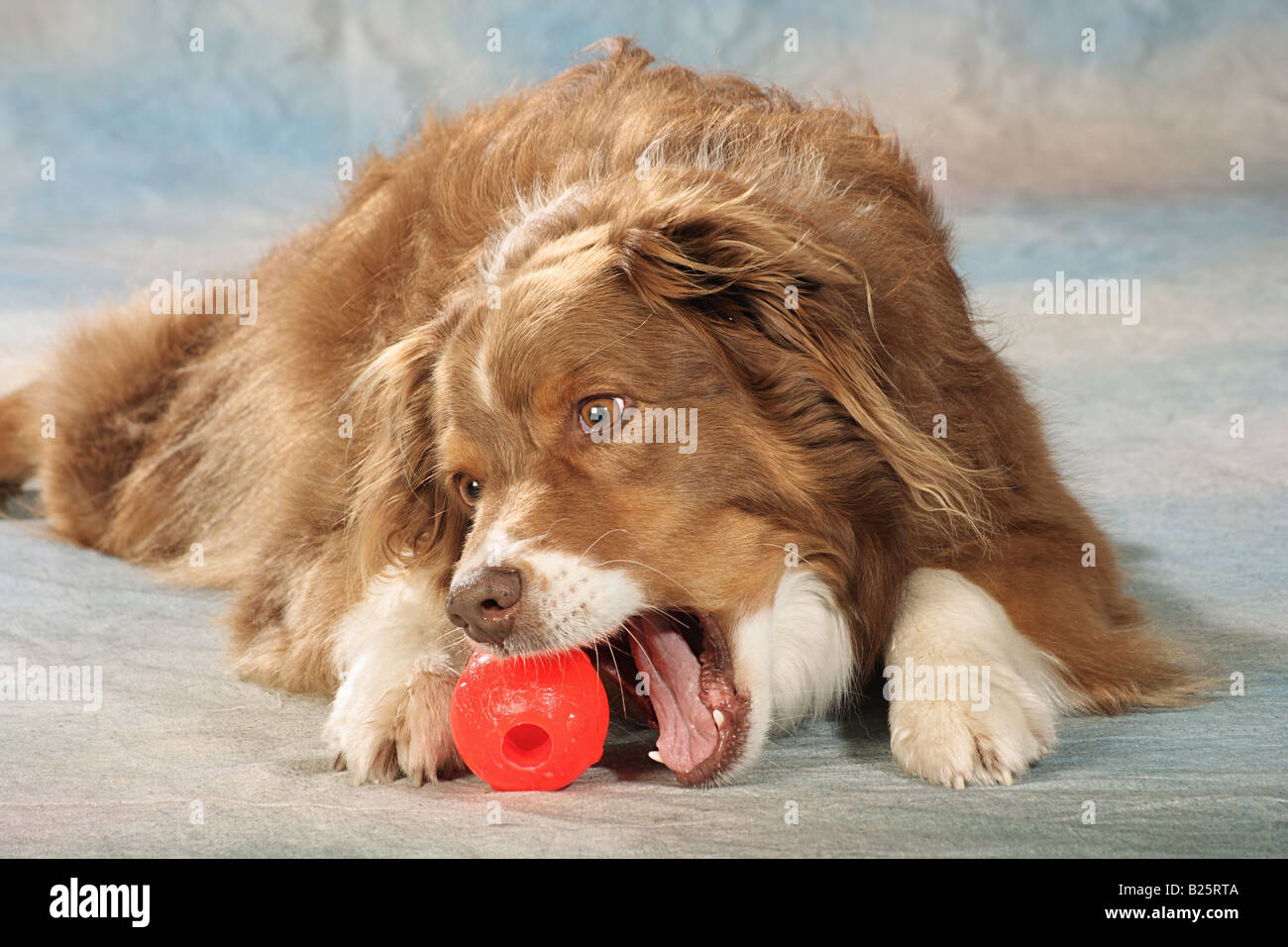 australian shepherd with toy Stock Photo - Alamy