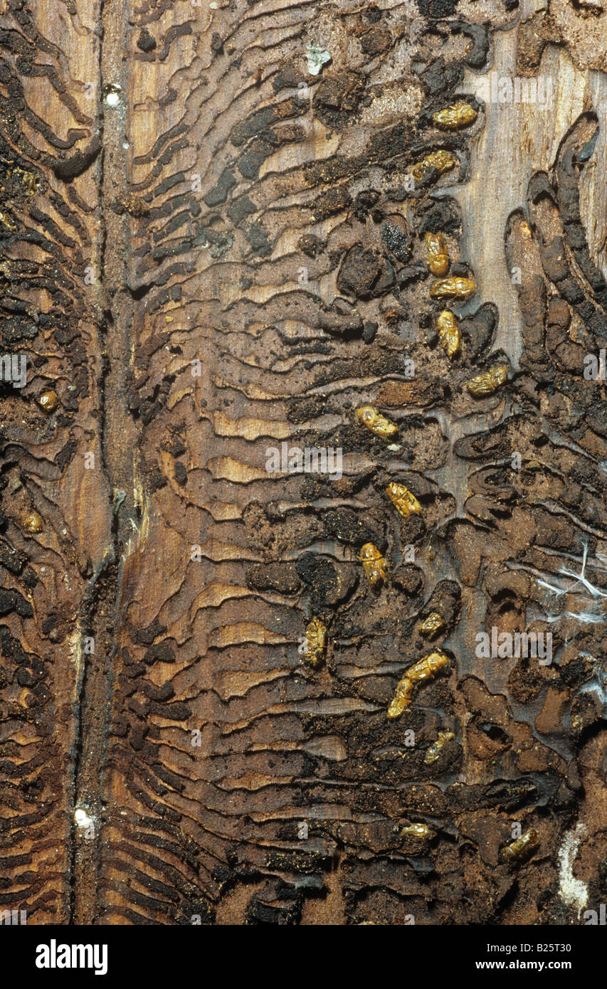 Spruce beetles hi-res stock photography and images - Alamy