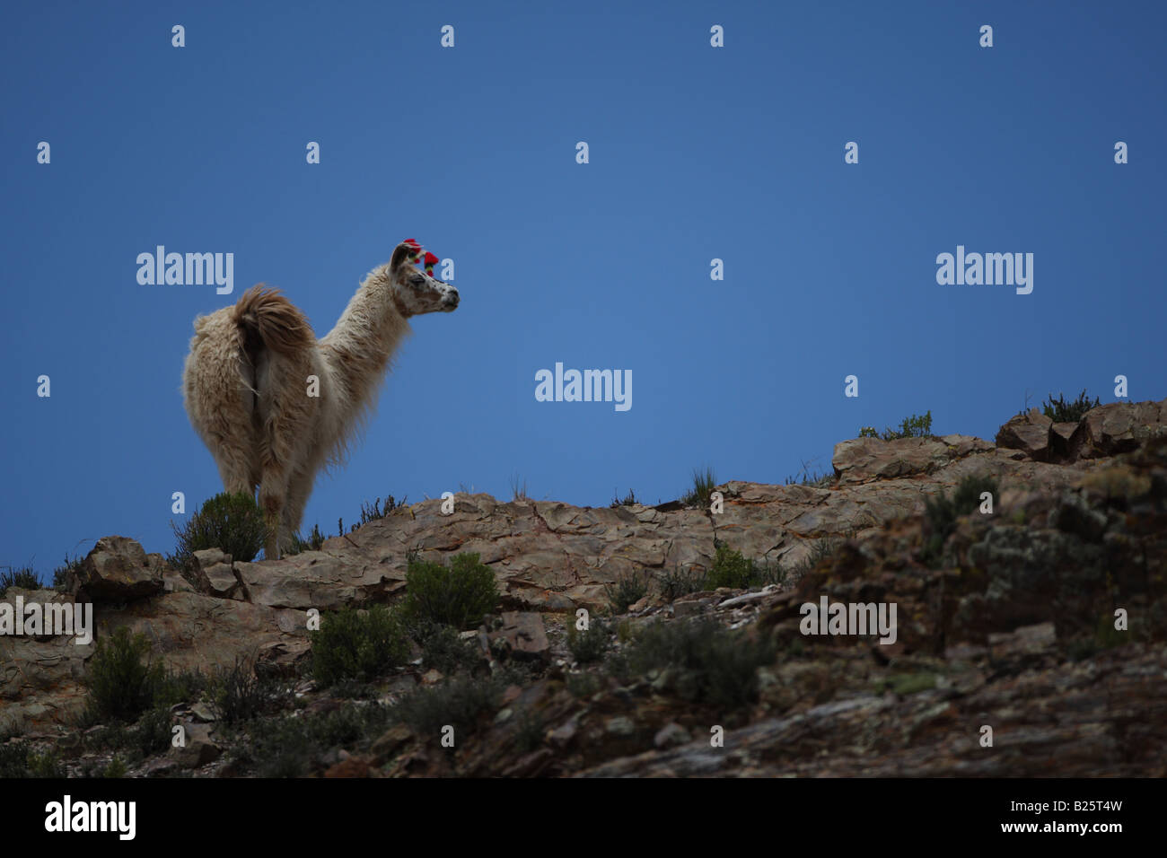 Majestic llama hi-res stock photography and images - Alamy