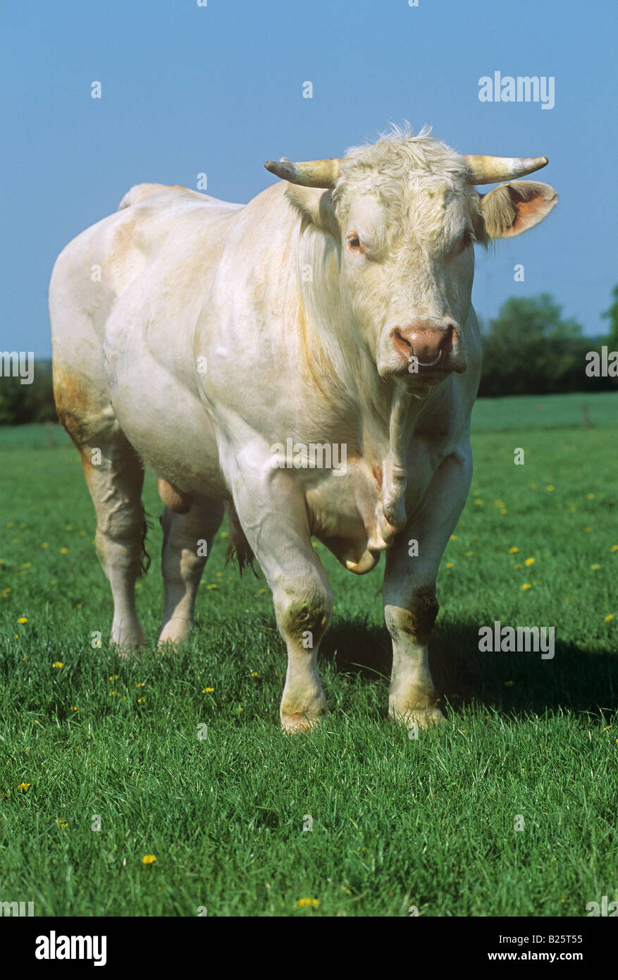 Charolais Cattle. Bull standing on a pasture Stock Photo - Alamy