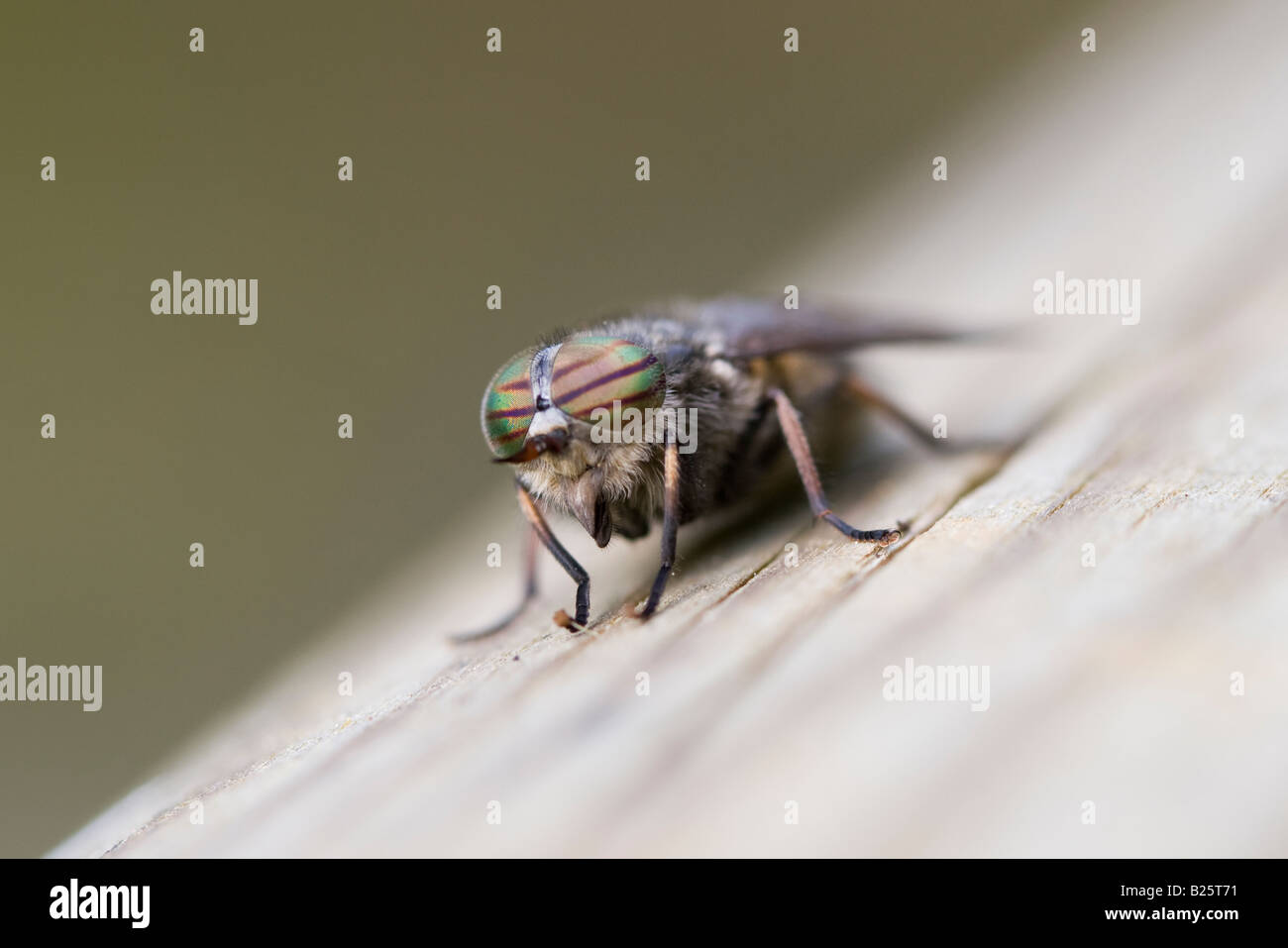 Horsefly - Tabanidae Stock Photo - Alamy