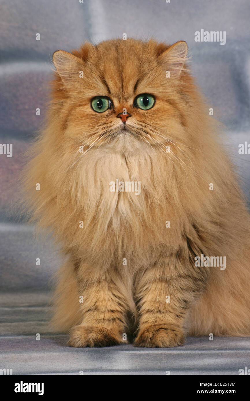 Persian cat - sitting Stock Photo - Alamy