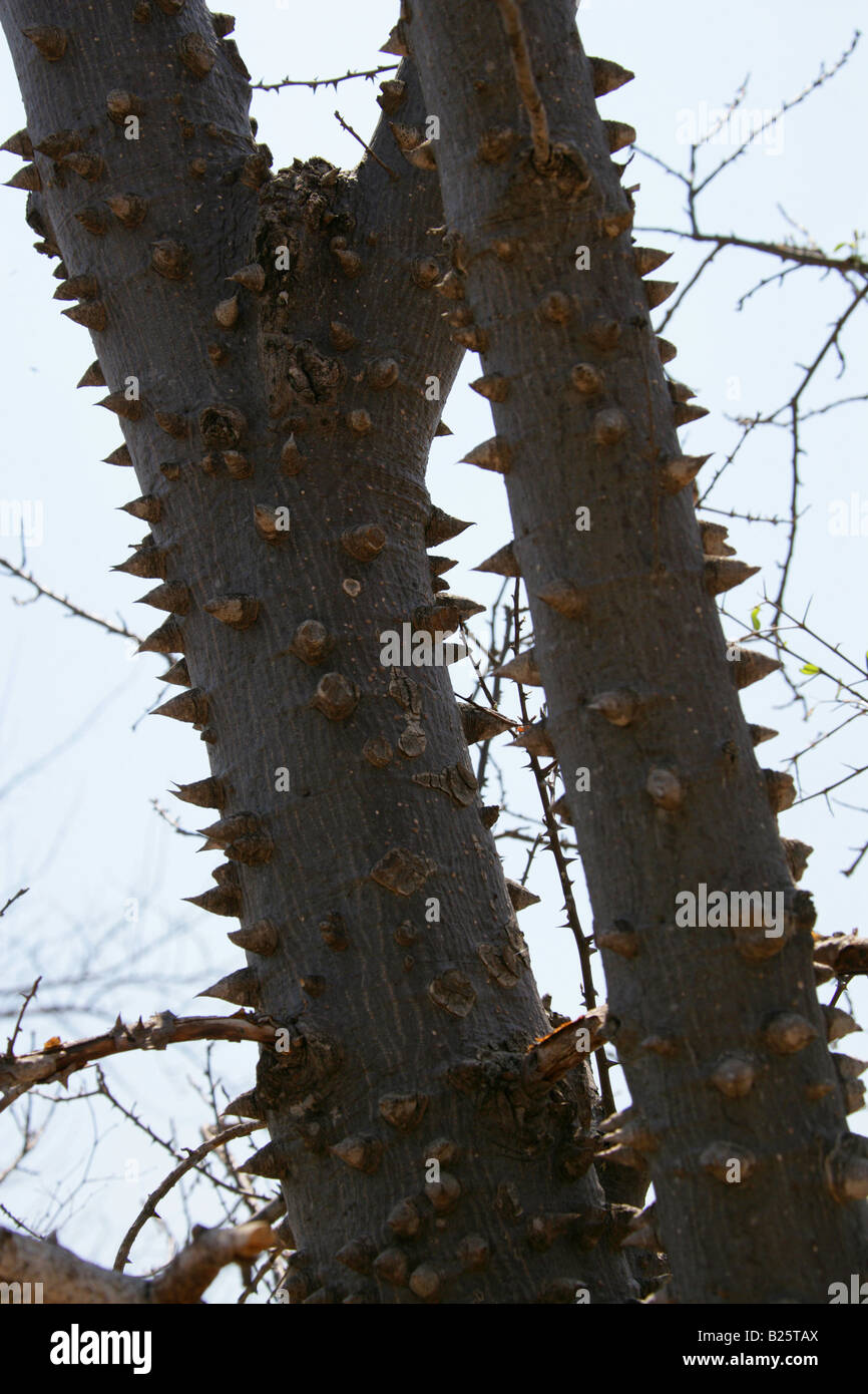 Pochote hi-res stock photography and images - Alamy