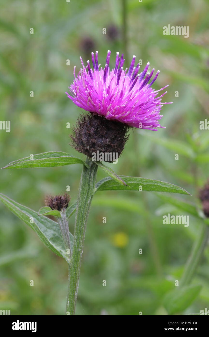 Black knapweed centaurea nigra hi-res stock photography and images - Alamy