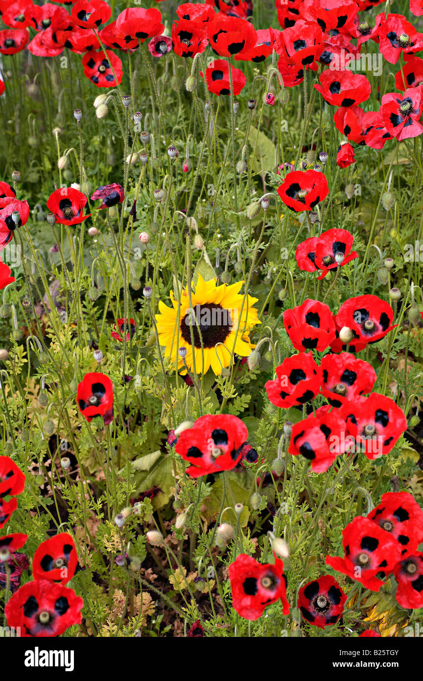 Yellow poppies hi-res stock photography and images - Alamy