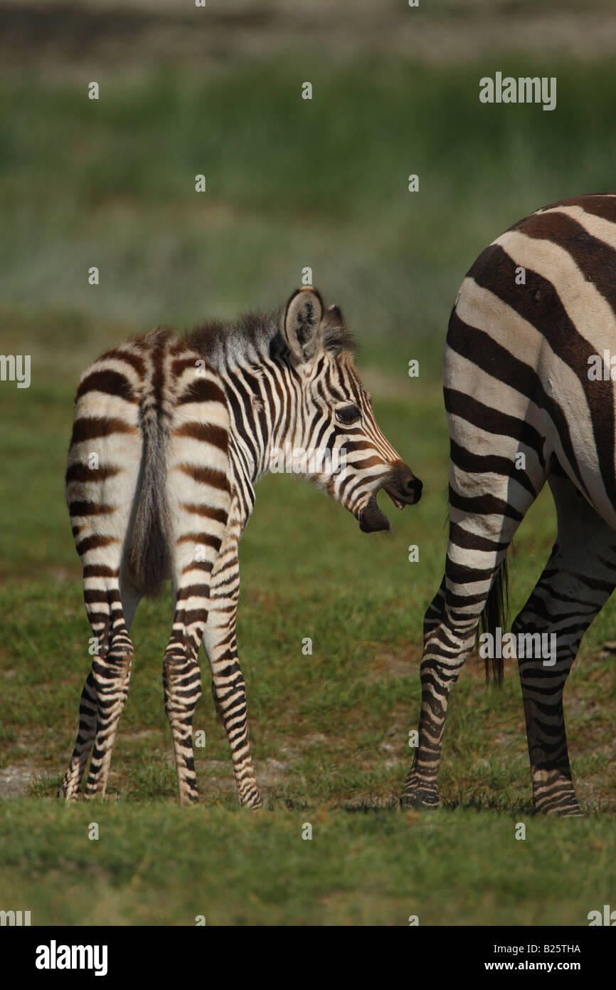 zebra calf laughing Stock Photo - Alamy