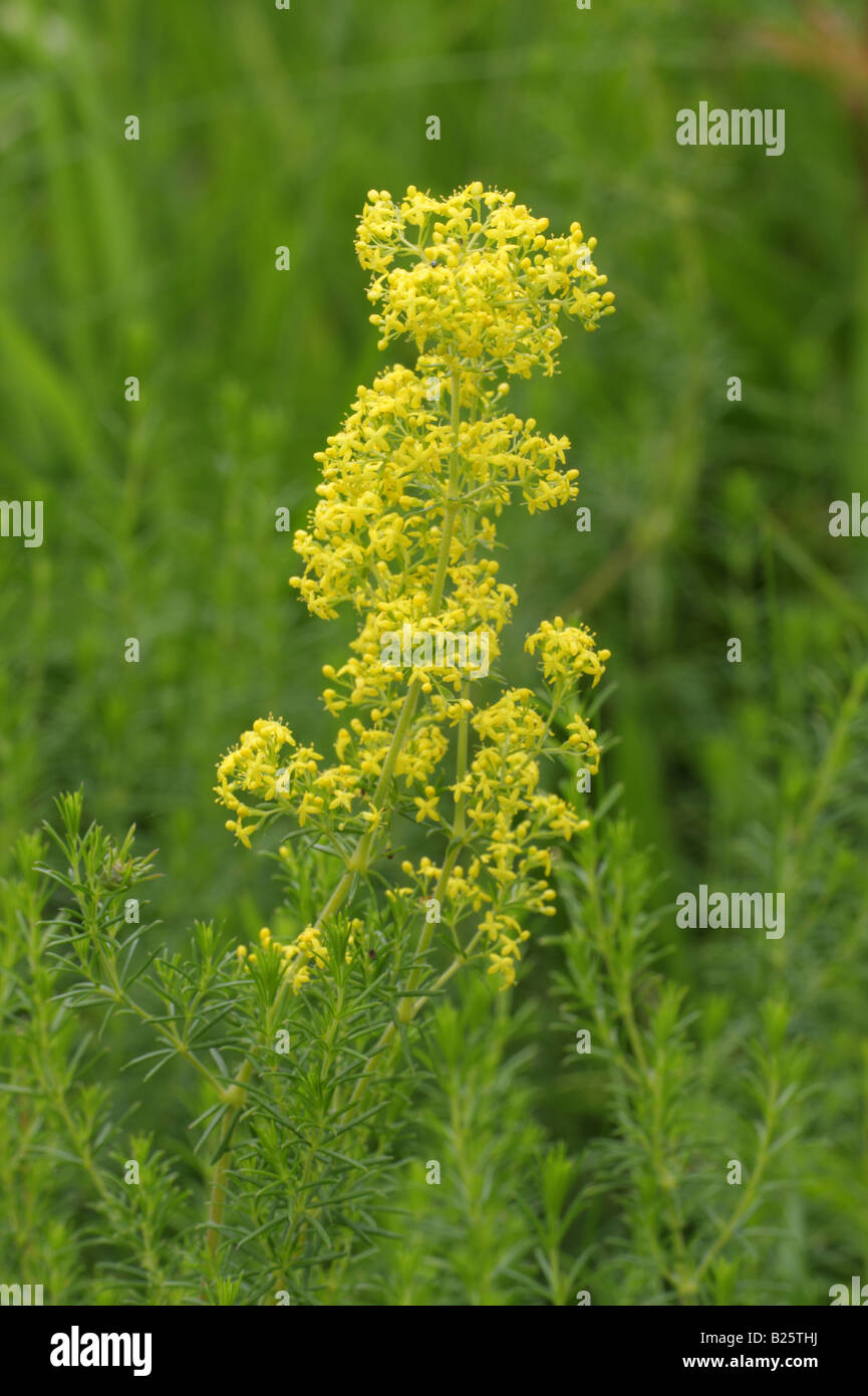 Upright Bedstraw High Resolution Stock Photography and Images - Alamy