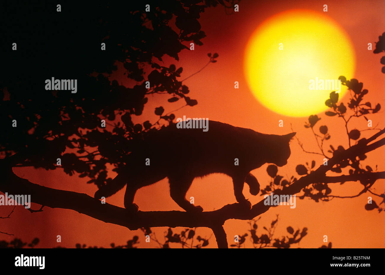 Cat walking sunset trees hi-res stock photography and images - Alamy