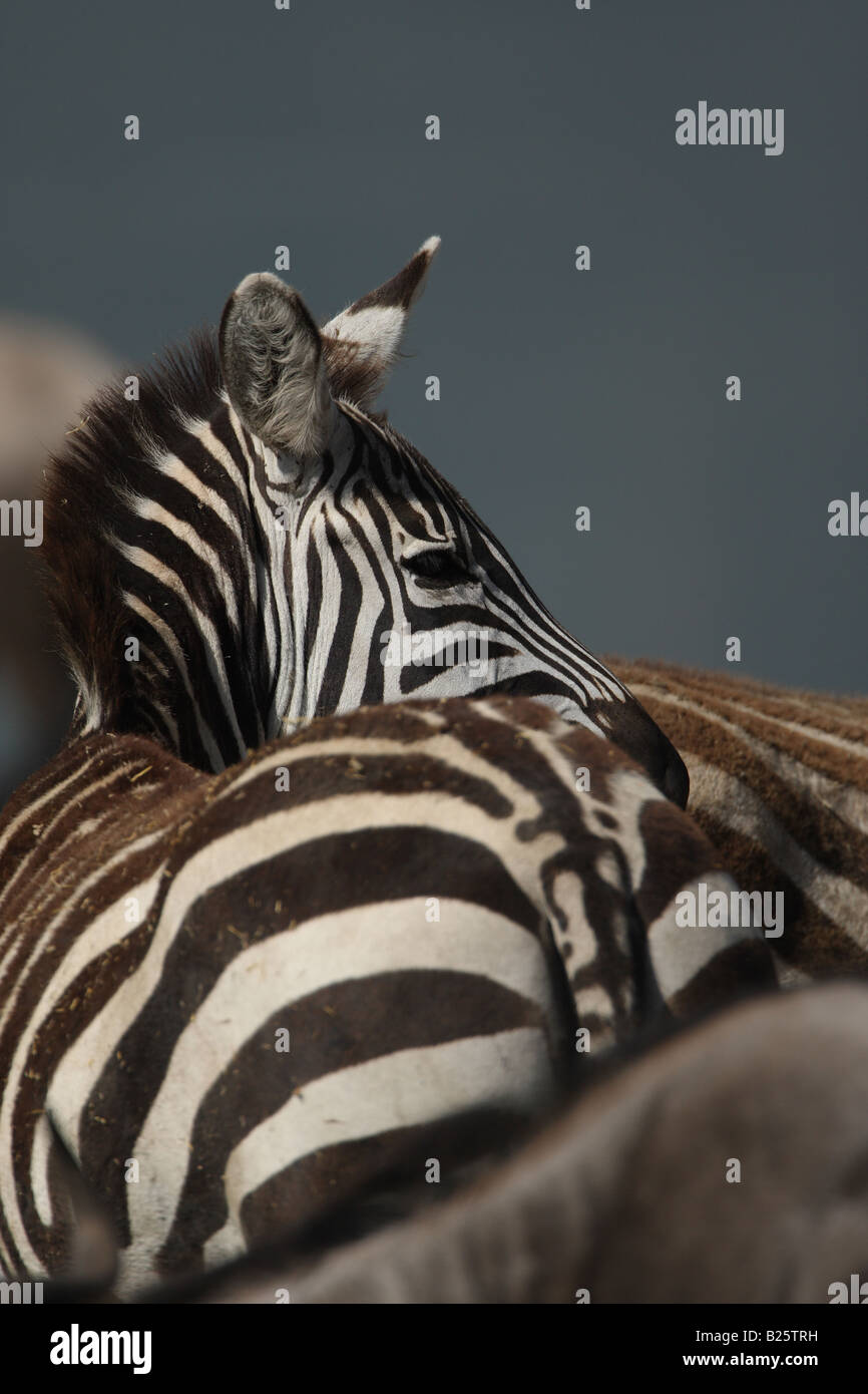 zebra looking over shoulder Stock Photo - Alamy