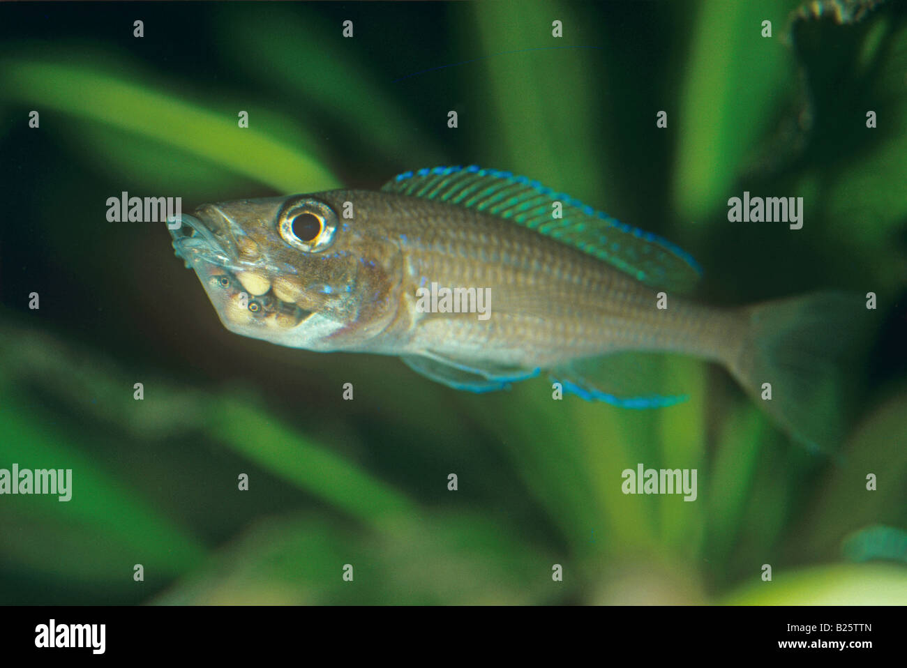 Blue Acara (Andinoacara pulcher). Mouthbrooding Cichlid with young in ...