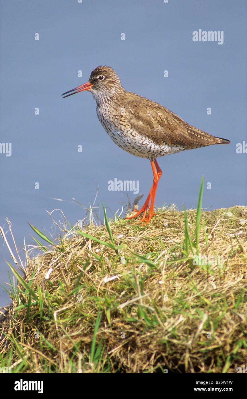 Common Redshank - standing at water / Tringa totanus Stock Photo - Alamy