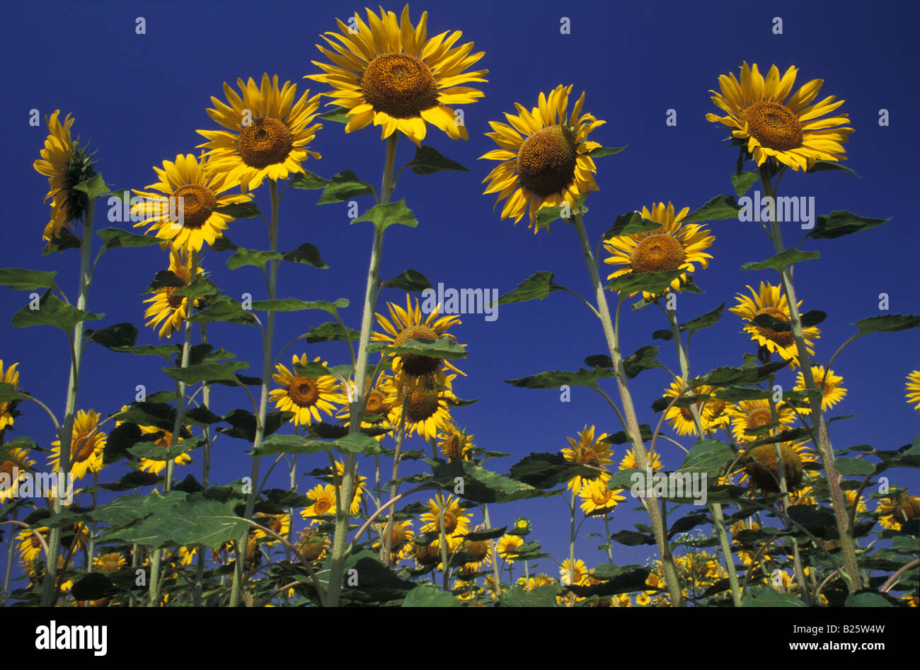 Sunflower crop india hi-res stock photography and images - Alamy